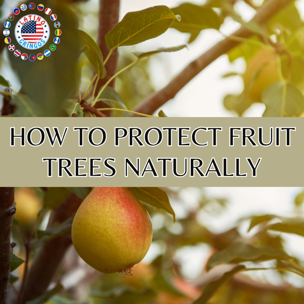 How to protect fruit trees naturally - Latinos turned Gringos
